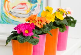 Се За Домот | Јаглика